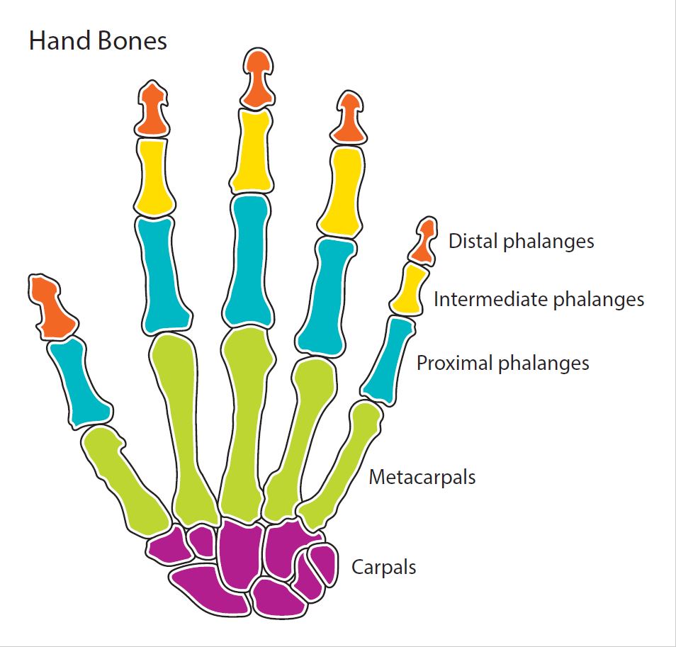 Hand Surface Anatomy Diagram